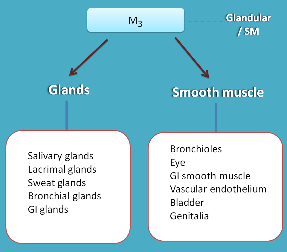 Muscarinic Receptors