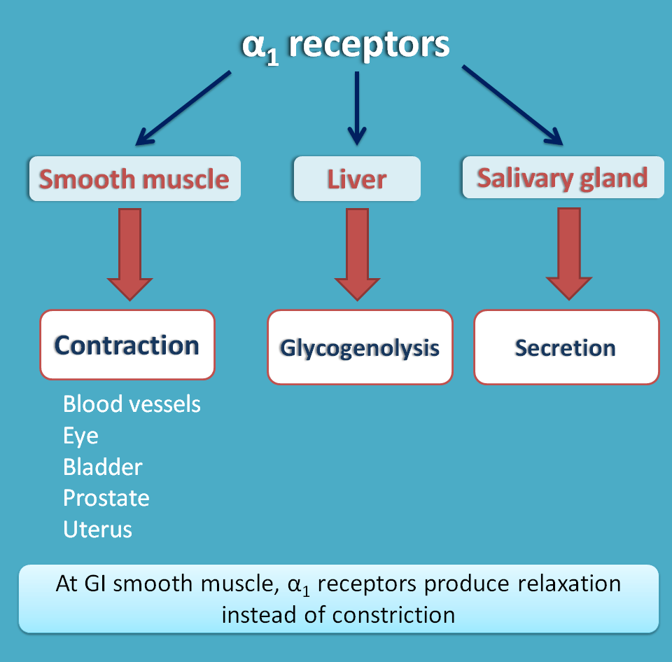 Alpha Adrenergic Receptors