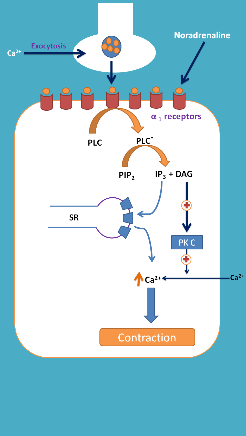 Alpha Adrenergic Receptors